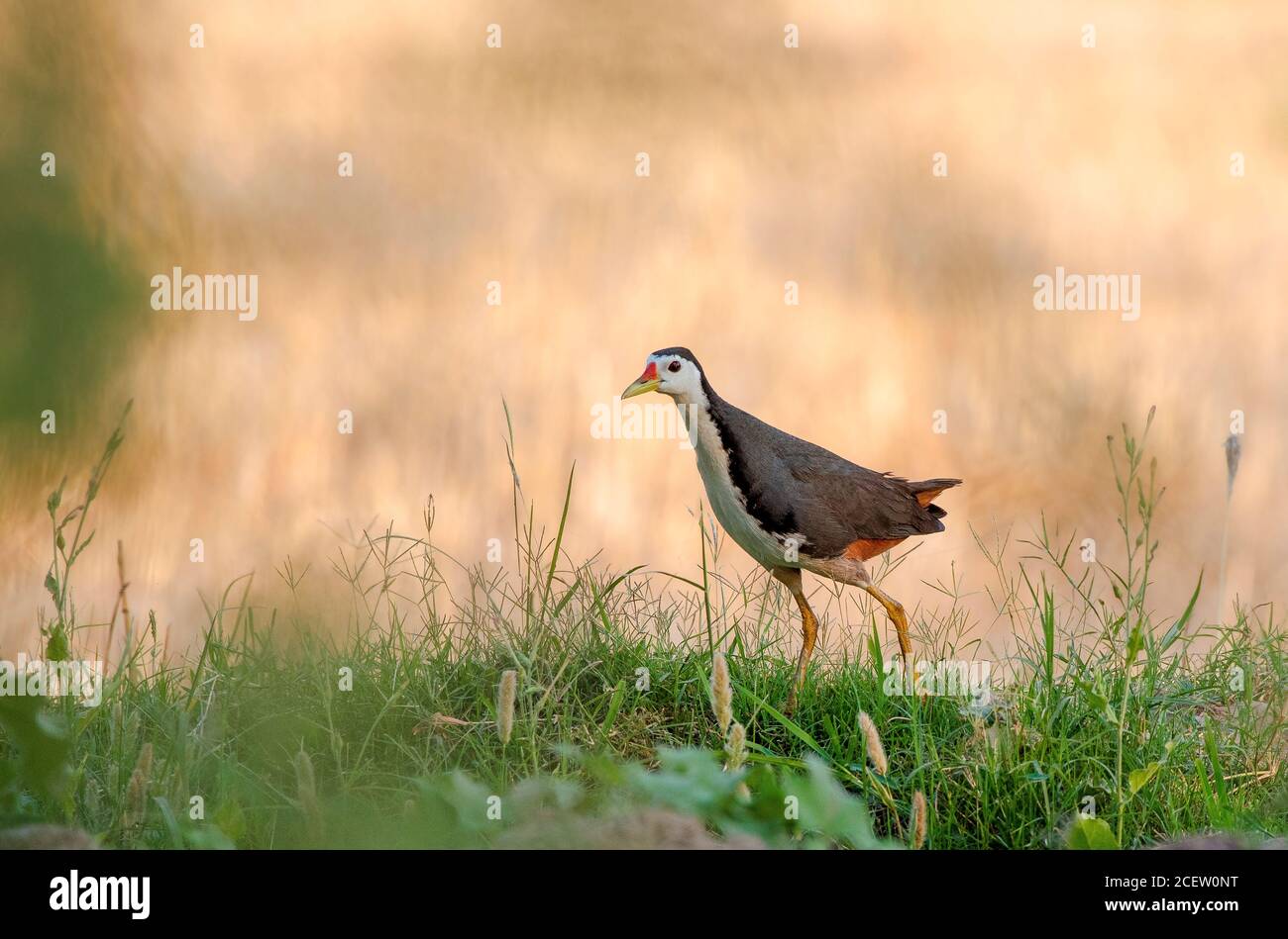 wildlife and birds of Pakistan Stock Photo - Alamy