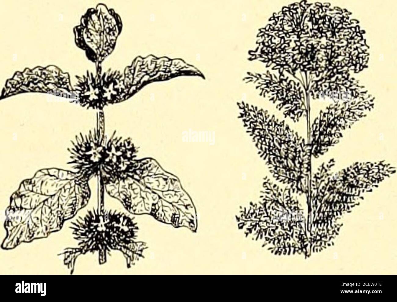 . Uncle Abner's legacy. Jimson Weed Poison Hemlock. Boneset Tansy ...