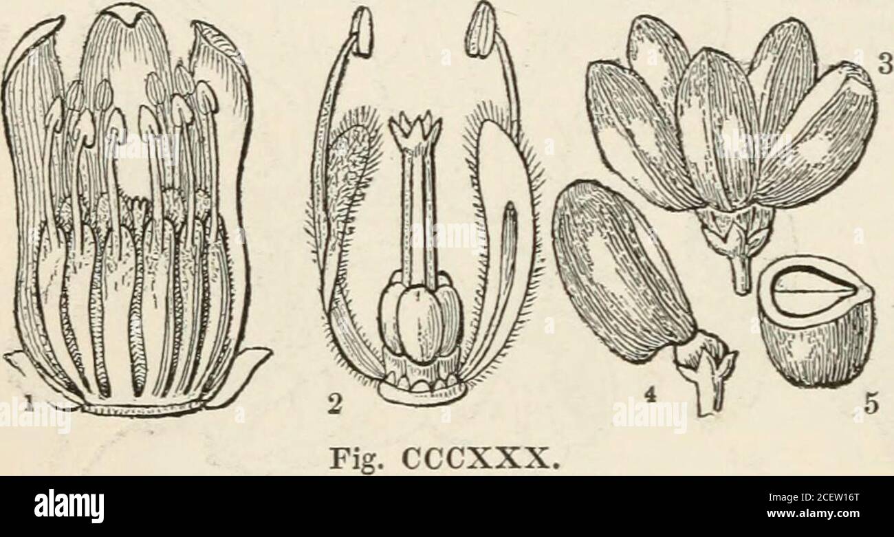 . The vegetable kingdom : or, The structure, classification, and uses ...