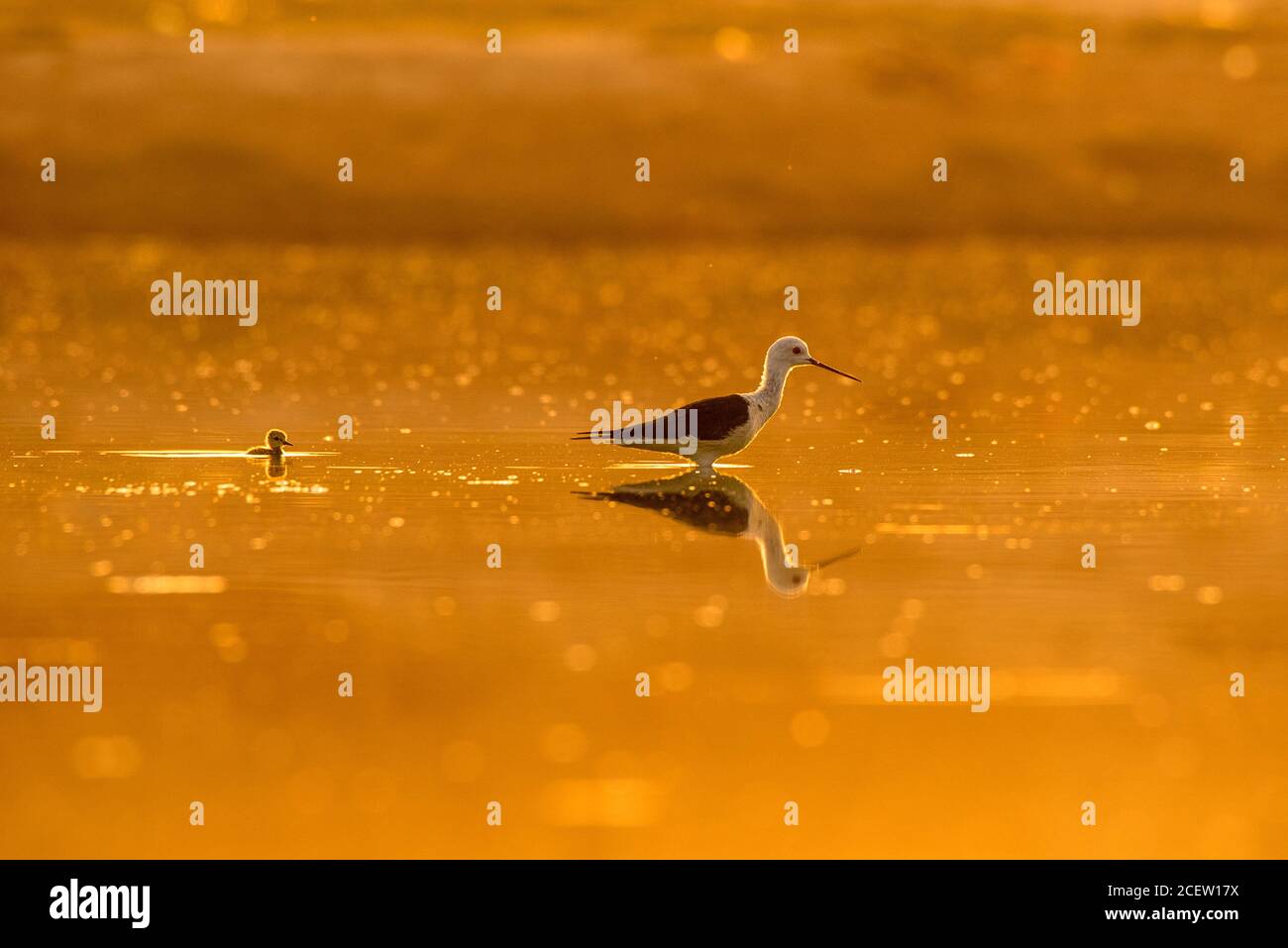 wildlife birds in the water Stock Photo - Alamy