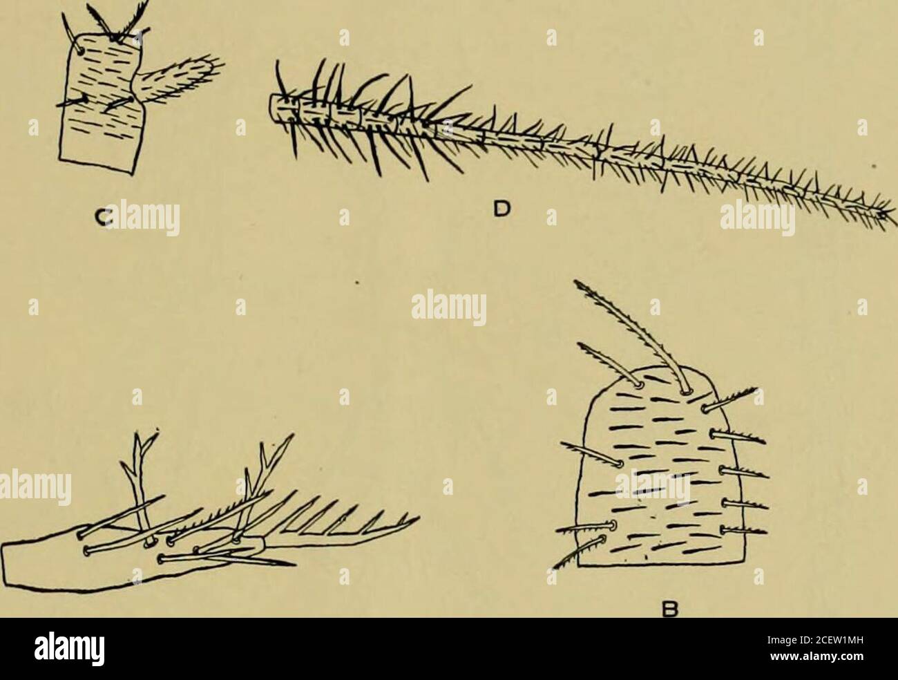 . Journal of entomology and zoology. Figure 2. Campodea nwntis n. sp. A ...