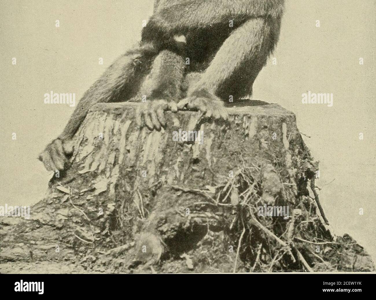 Baboon attack hi-res stock photography and images - Alamy