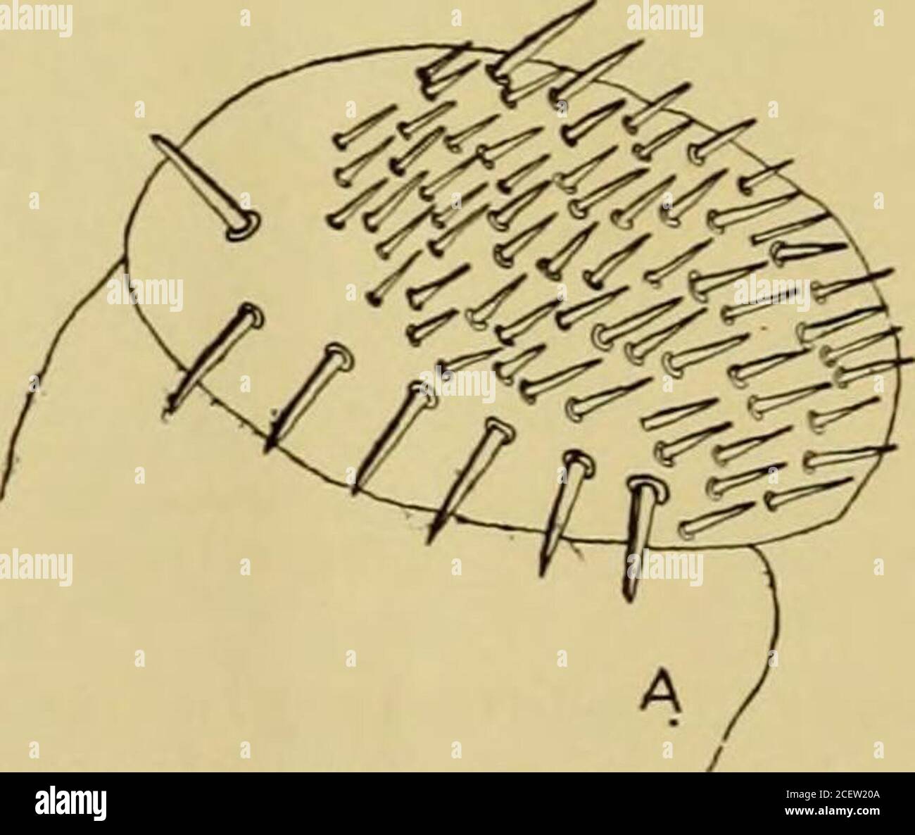 . Journal of entomology and zoology. Figure 2. Campodea nwntis n. sp. A ...