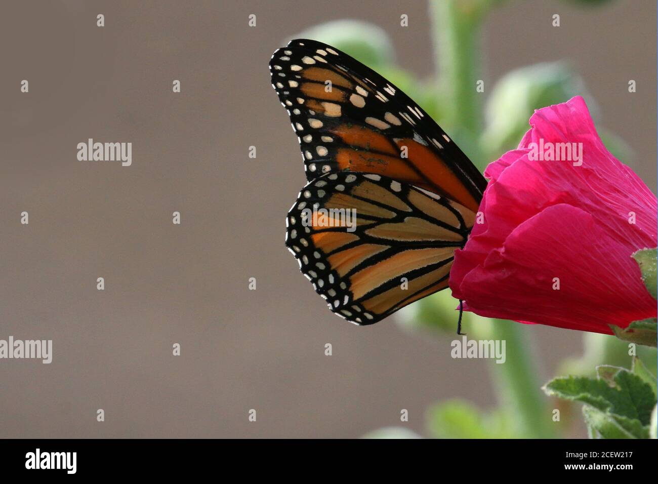 Monarch butterfly on flowers Stock Photo - Alamy