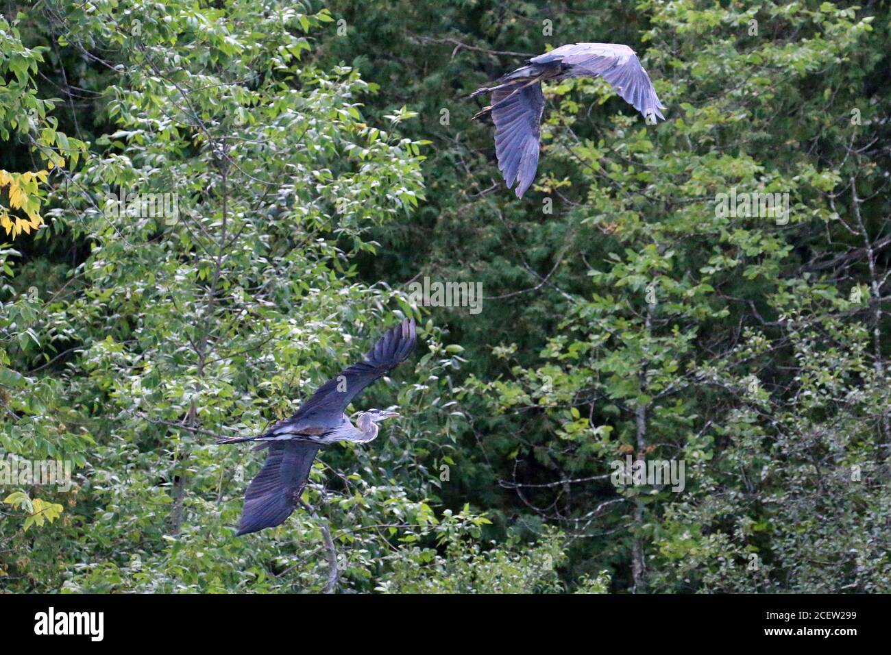 One, Two or Three Great Blue Herons in flight Stock Photo - Alamy