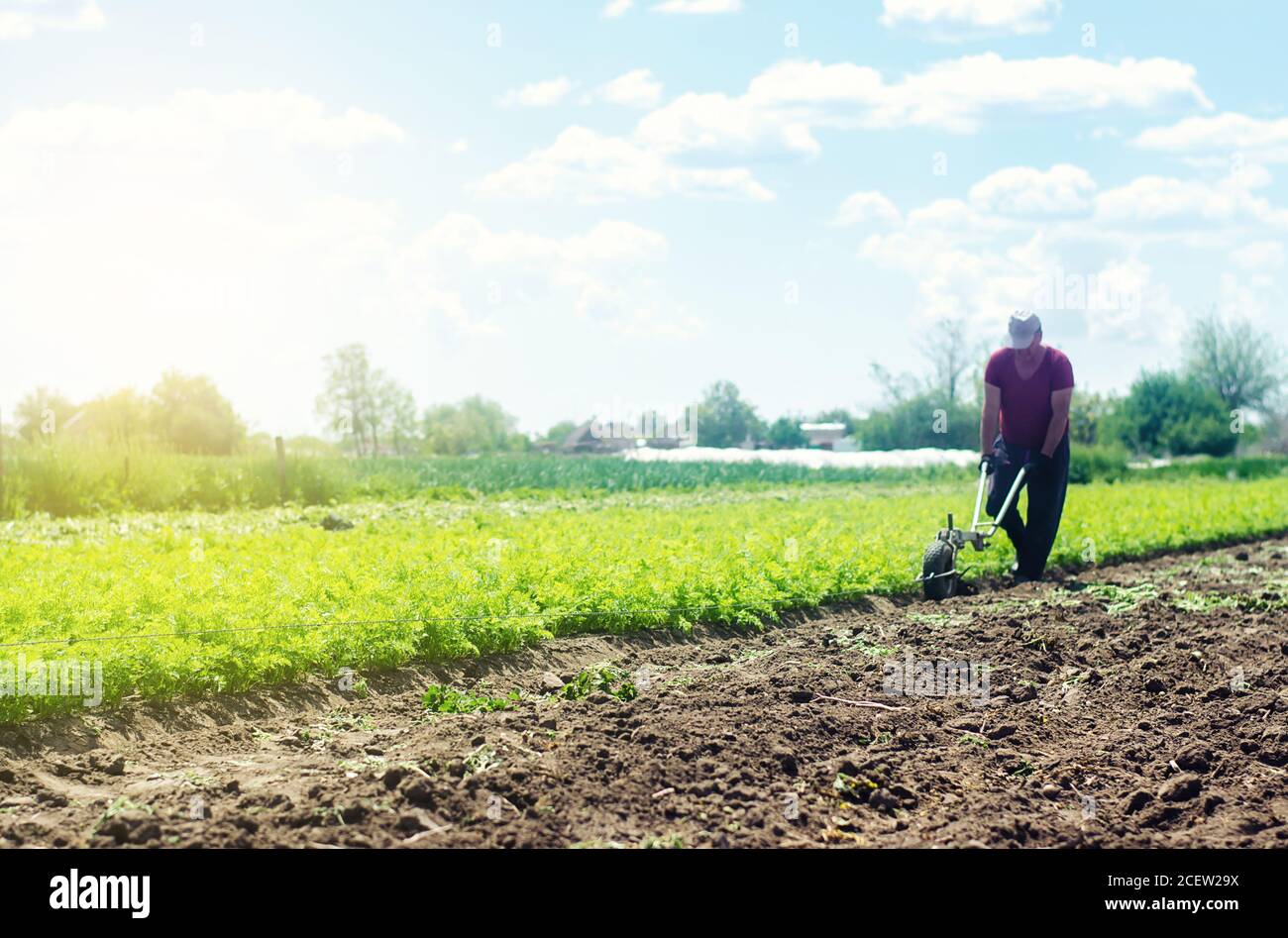 Farmer cultivates a carrot plantation. Land soil cultivation. Loosening ...