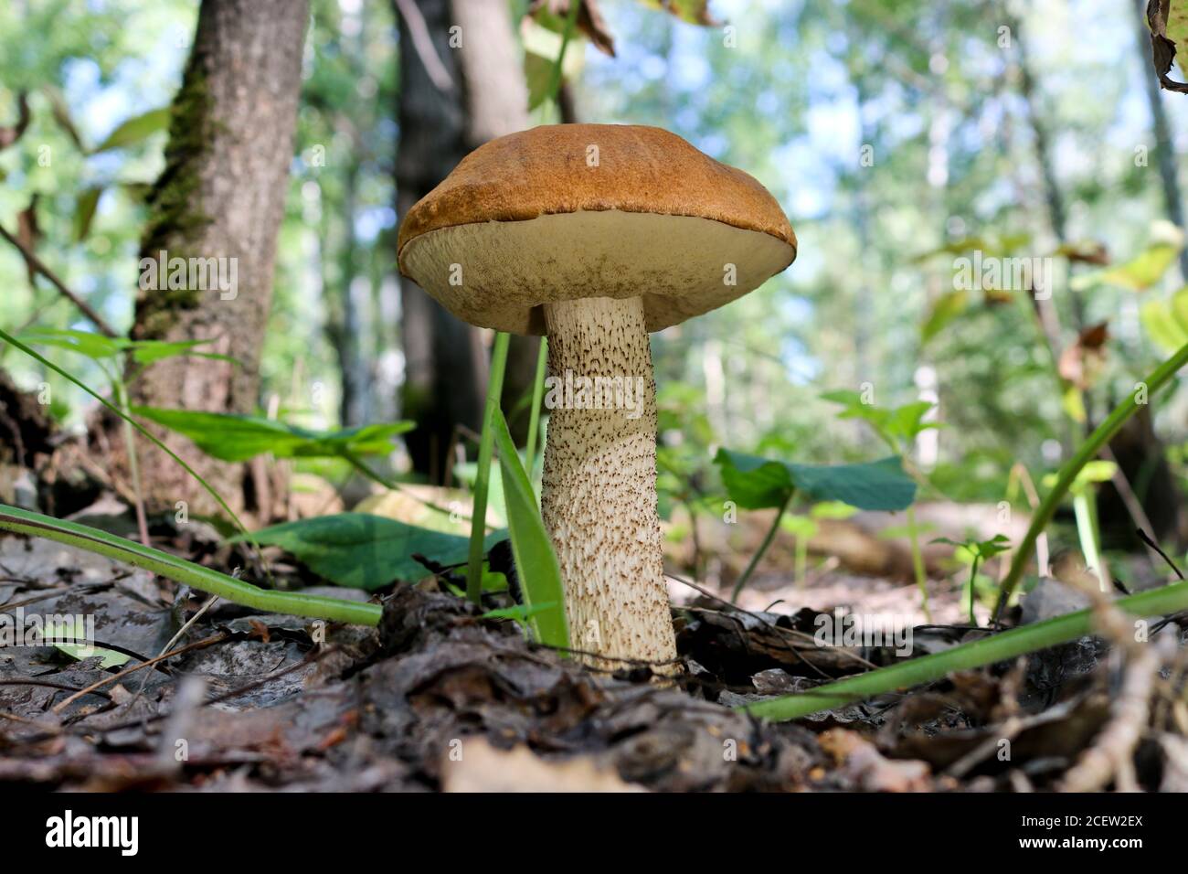 Edible mushroom Orange-cap boletus (Leccinum aurantiacum) with a red ...