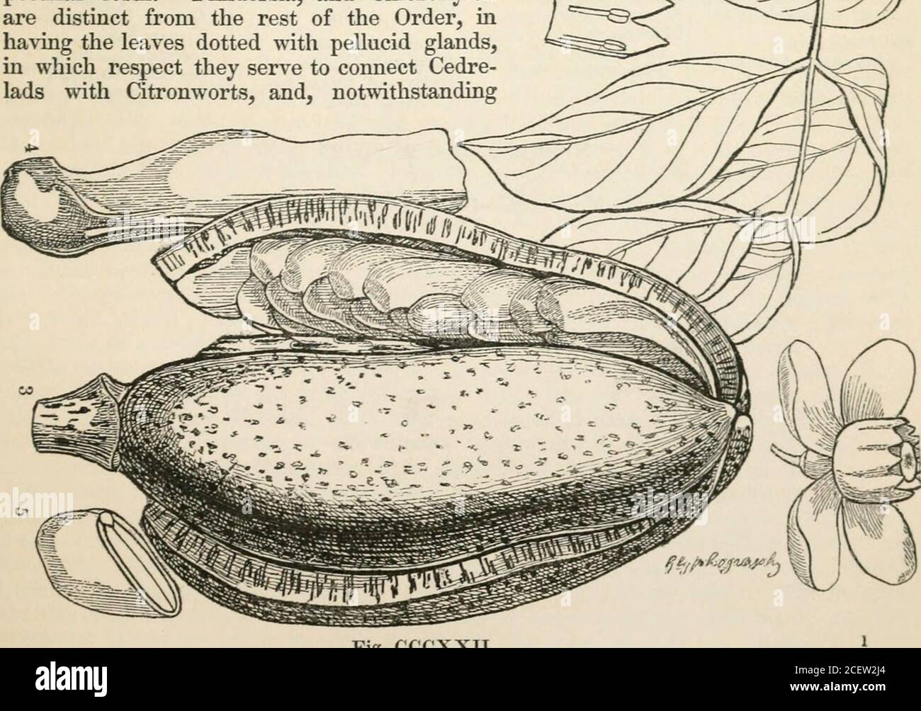 . The vegetable kingdom : or, The structure, classification, and uses ...