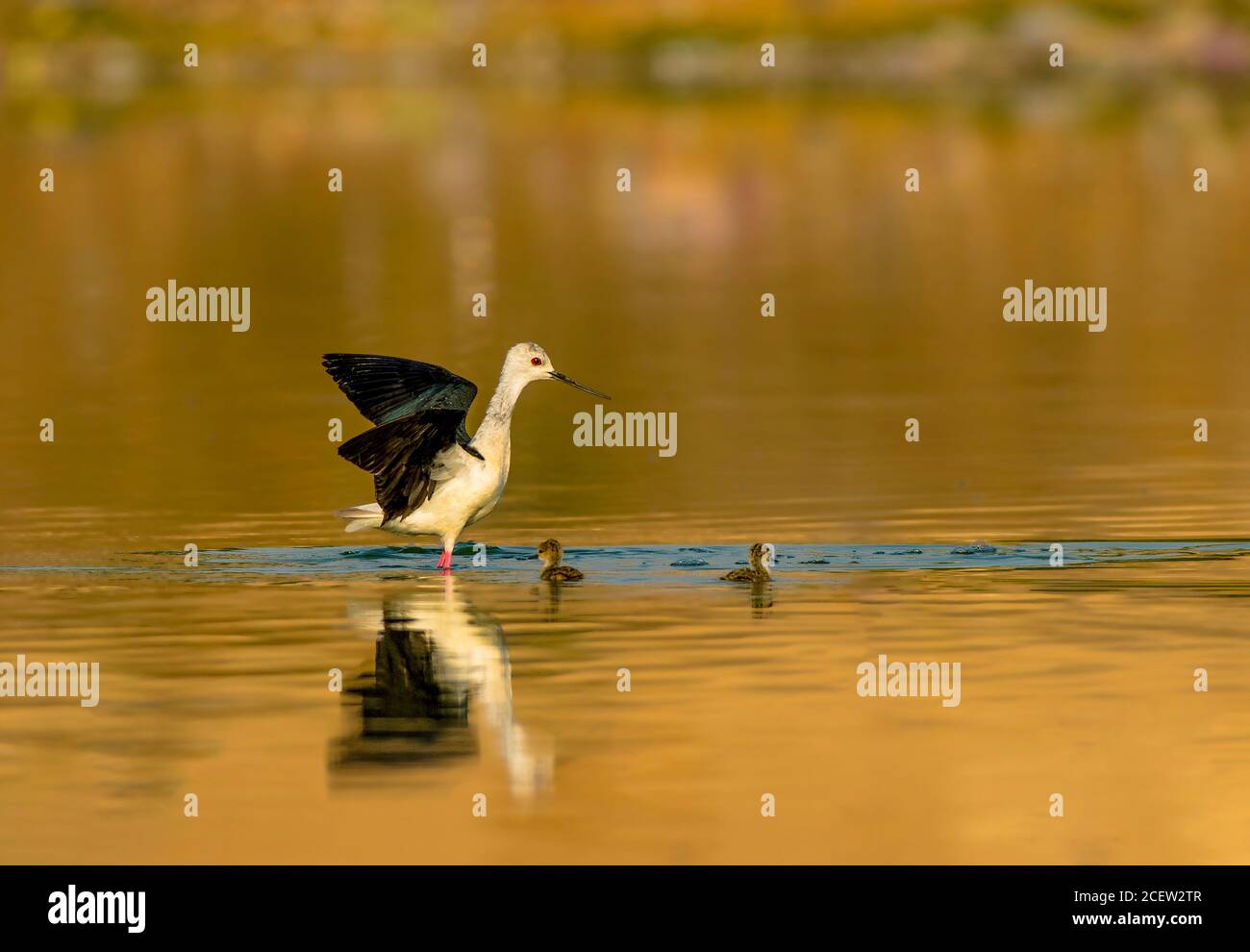 wildlife birds in the water Stock Photo - Alamy