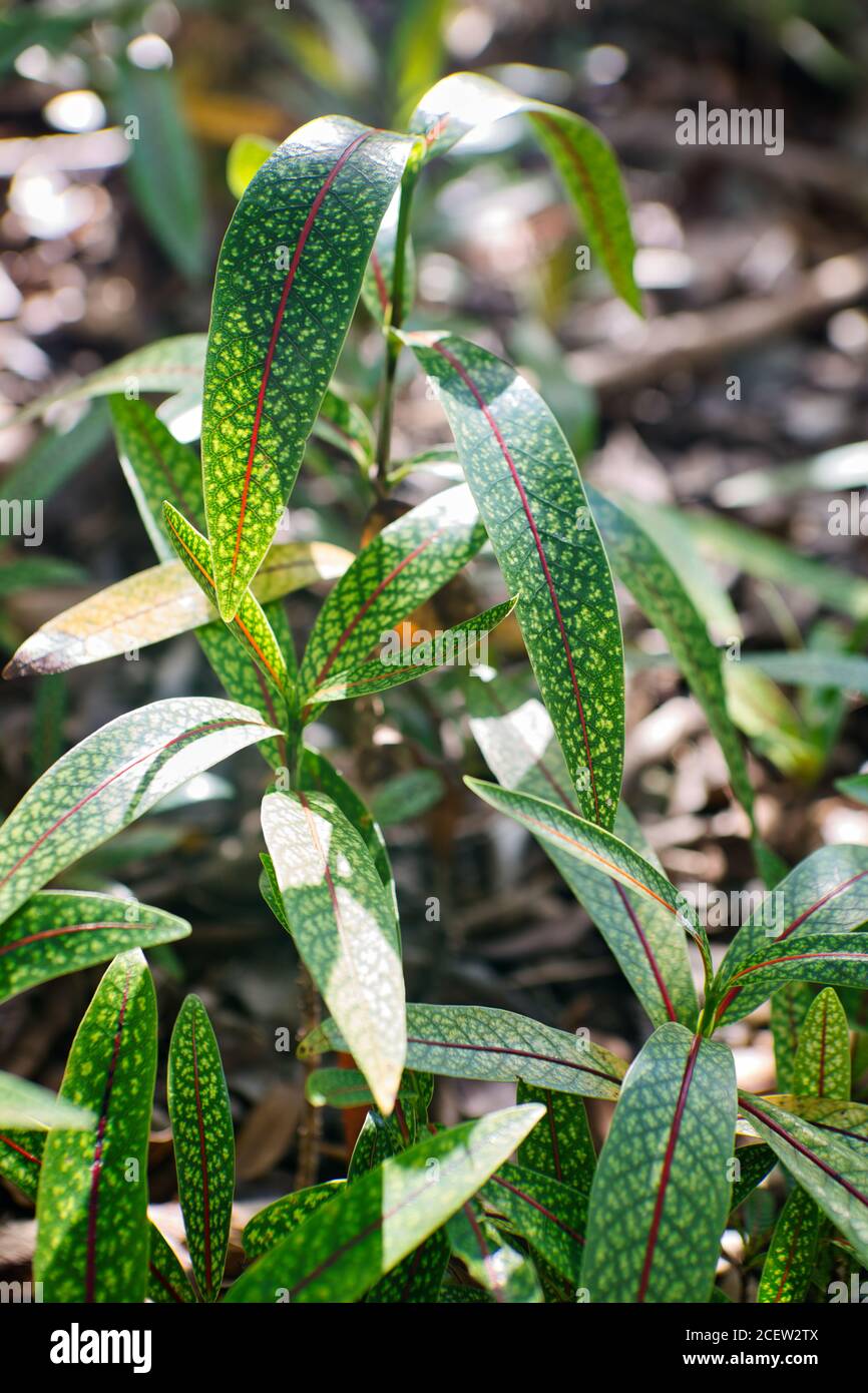 Terenna borbonica hi-res stock photography and images - Alamy