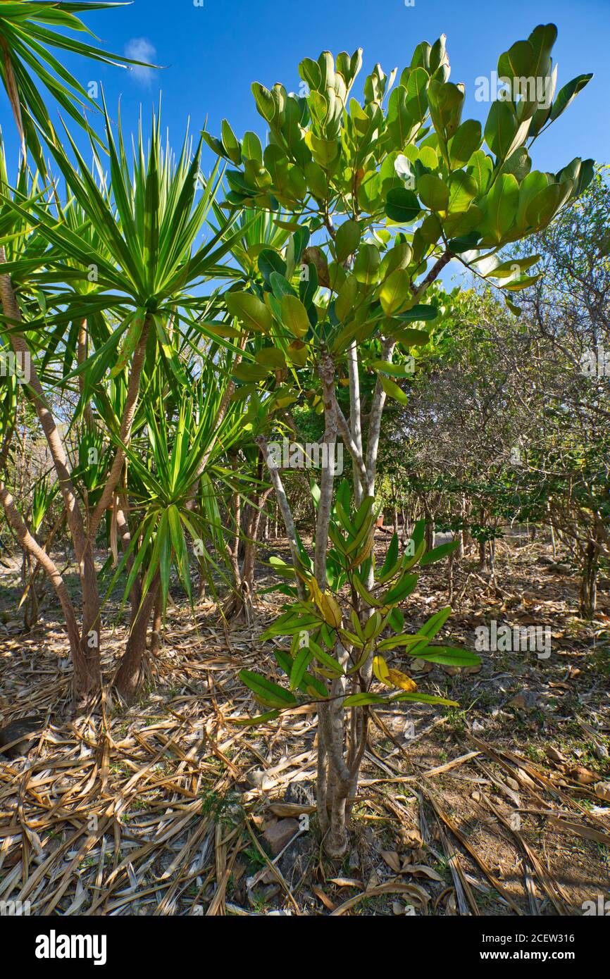 Bois de Rat tree growing on the nature reserve of Ile Aux Aigrettes in ...