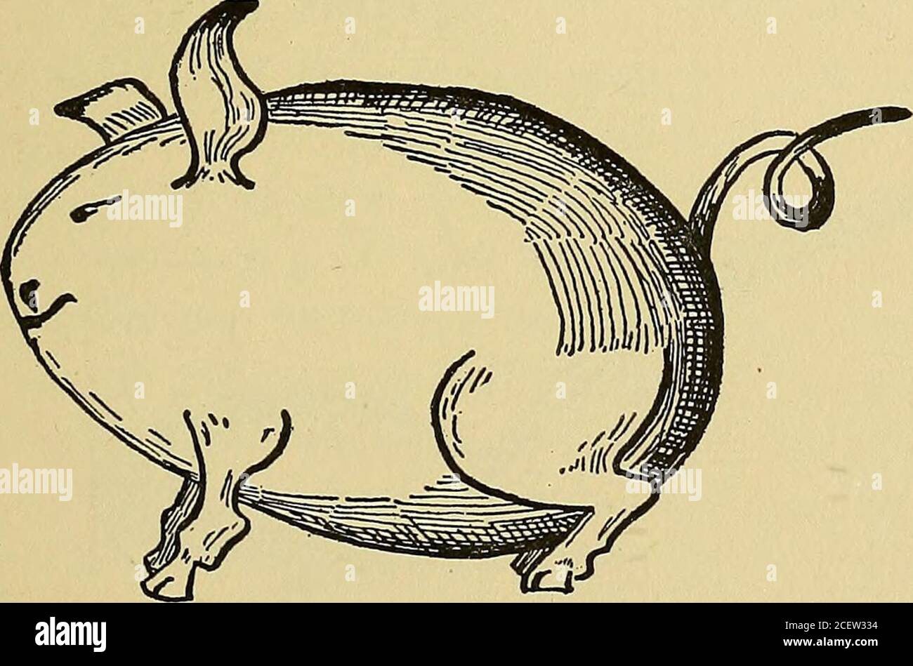 Real pig cut out hi-res stock photography and images - Alamy