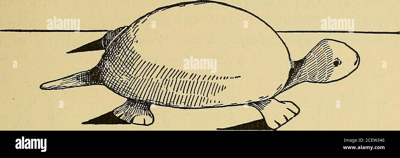 . Things worth doing and how to do them. Fig. 500.—The turtle without ...