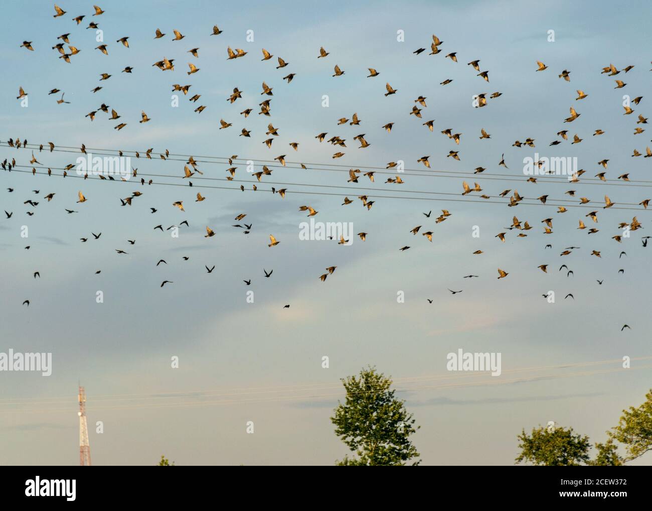 beautiful autumn landscape with many small migratory birds flying ...