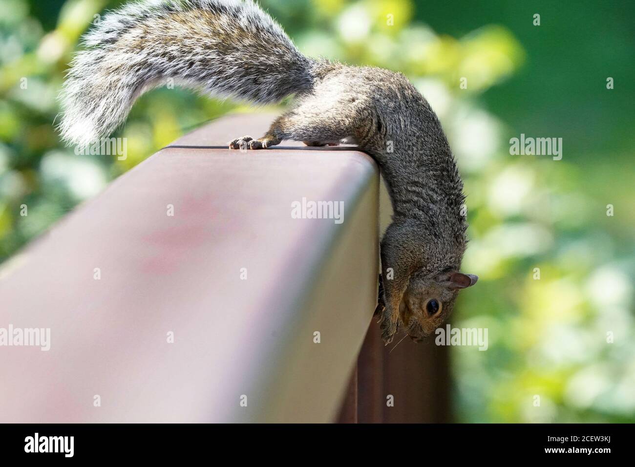 Eastern Grey Squirrel Stock Photo - Alamy