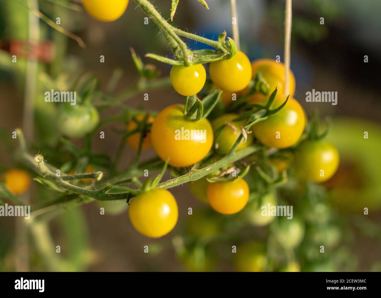 beautiful, healthy and tasty tomatoes in the greenhouse, autumn harvest ...