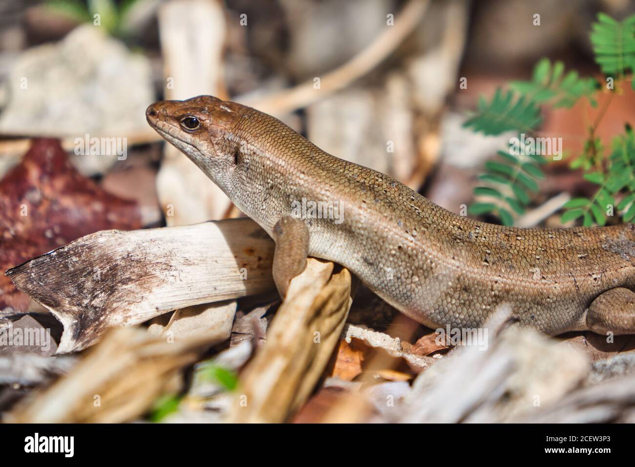 Mauritian giant skink hi-res stock photography and images - Alamy