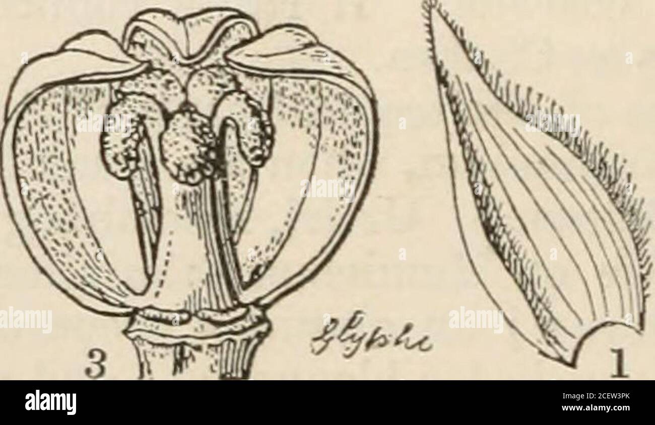 Fruit baccate hi-res stock photography and images - Alamy