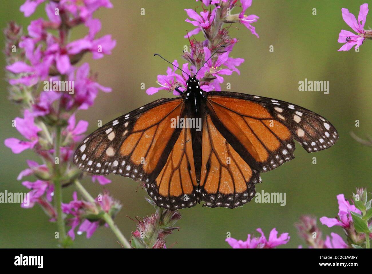Monarch butterfly on flowers Stock Photo - Alamy