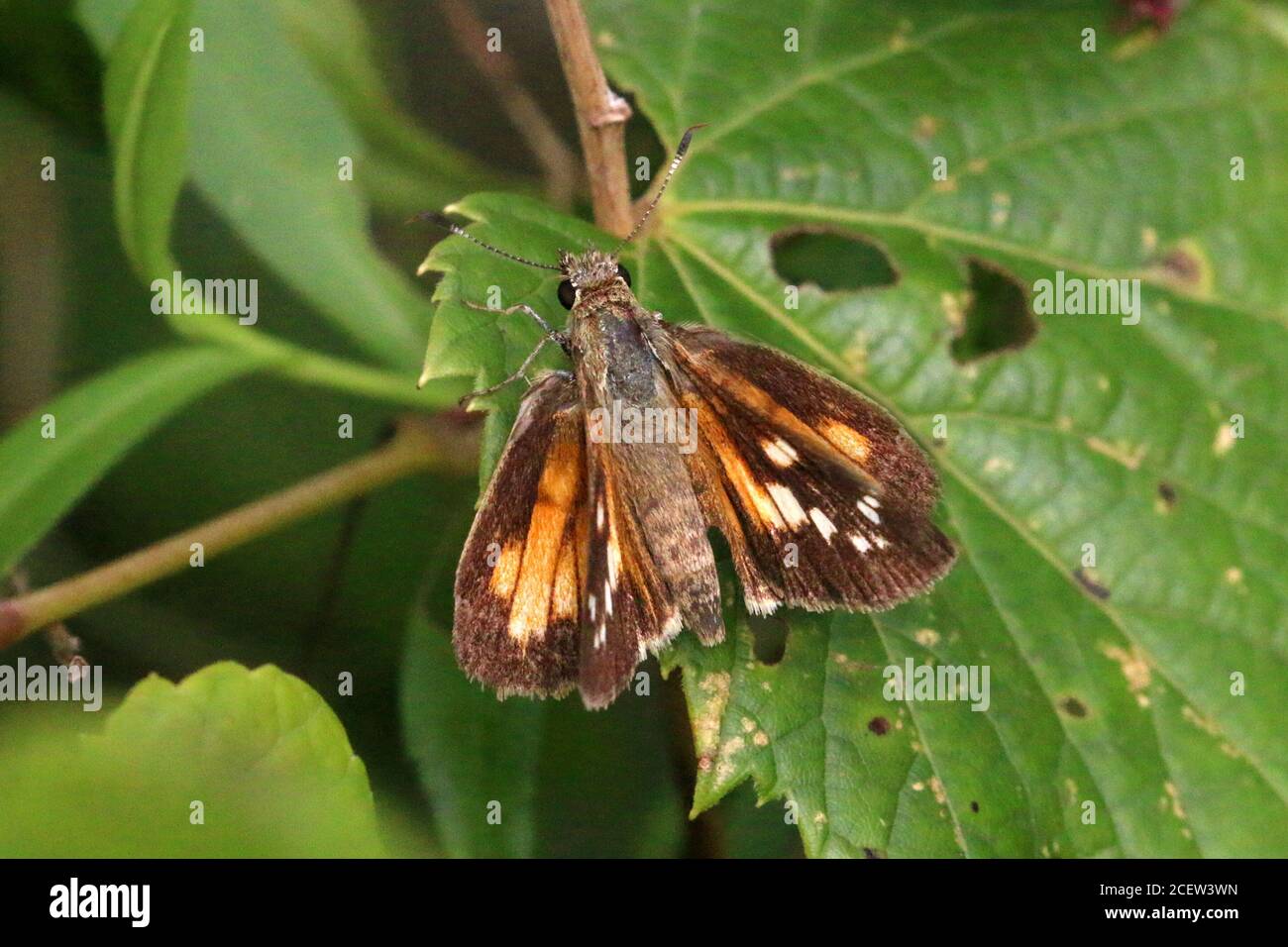 Spotted Skipper butterfly Stock Photo - Alamy