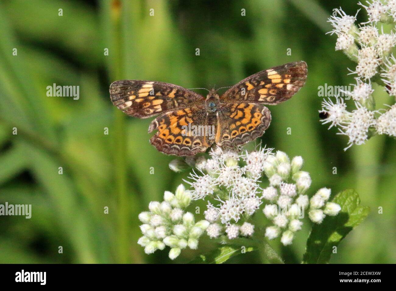 Nothern Crescent Butterflies in nature Stock Photo - Alamy