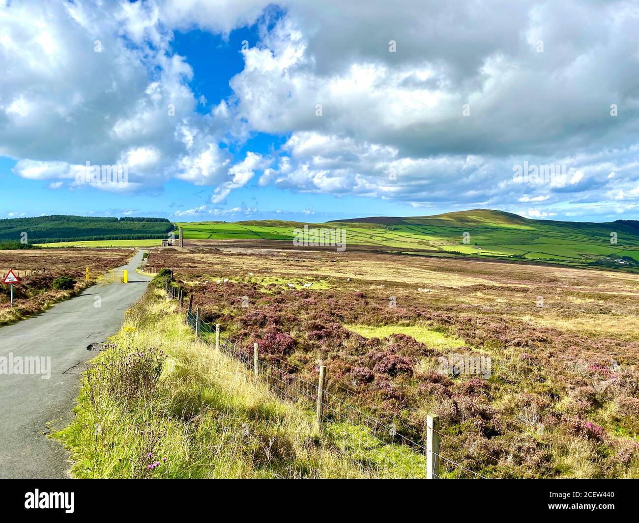 Heather flowering in autumn on moorland in the Isle of Man Stock Photo ...
