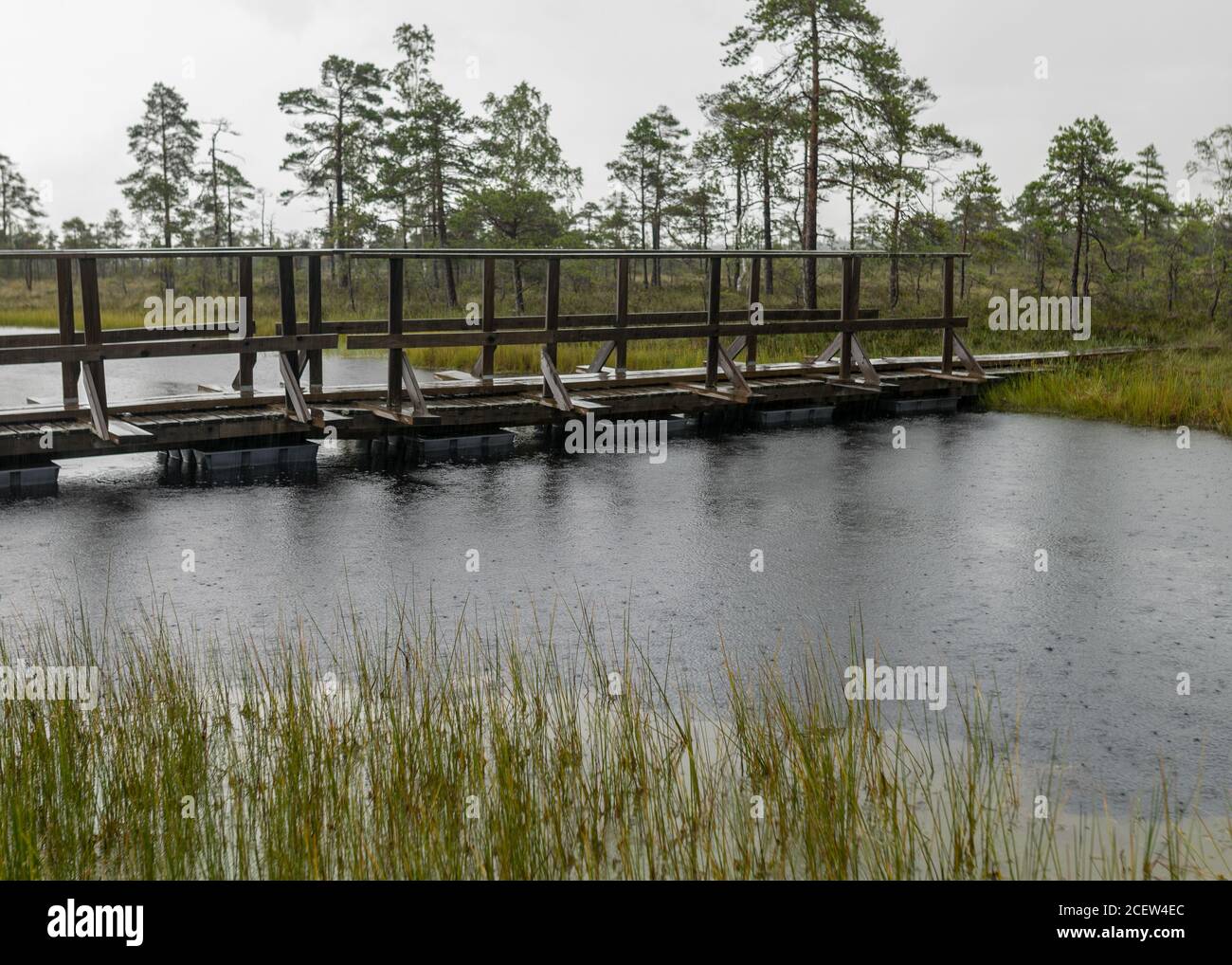 Rainy and gloomy day in the swamp, wooden bridge over the swamp ditch ...