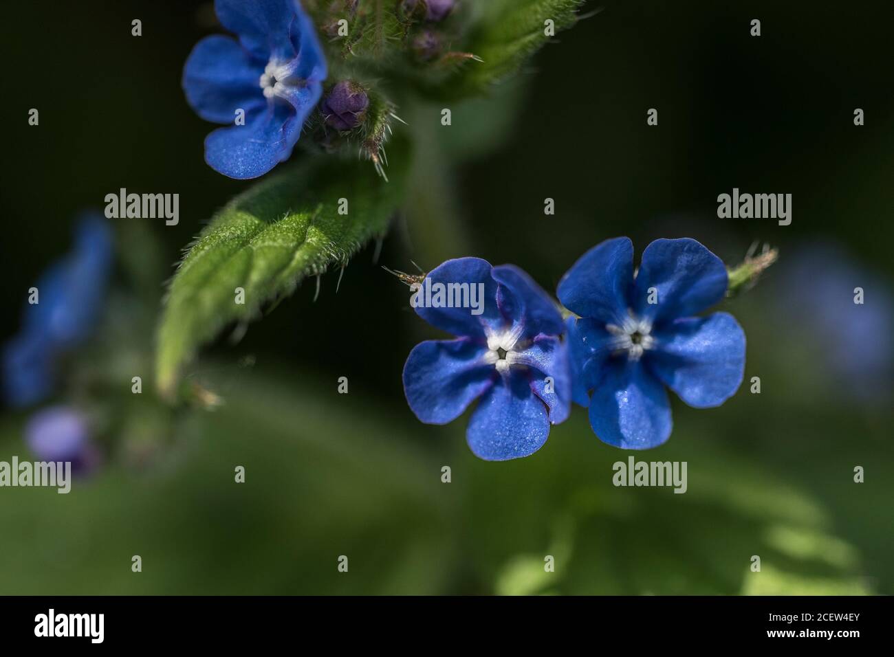 The pretty blue flowers of the Green Alkanet plant. Pentaglottis ...