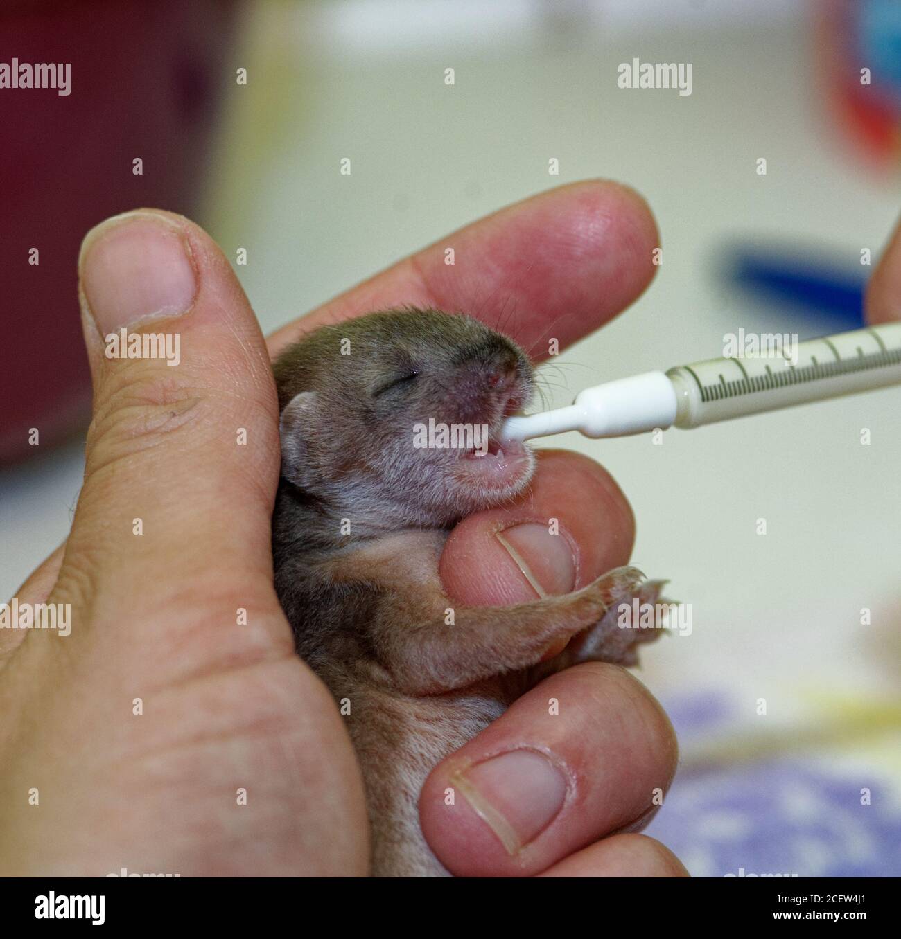 Weasel (Mustela nivalis) Orphan Kit being syringe fed Stock Photo - Alamy