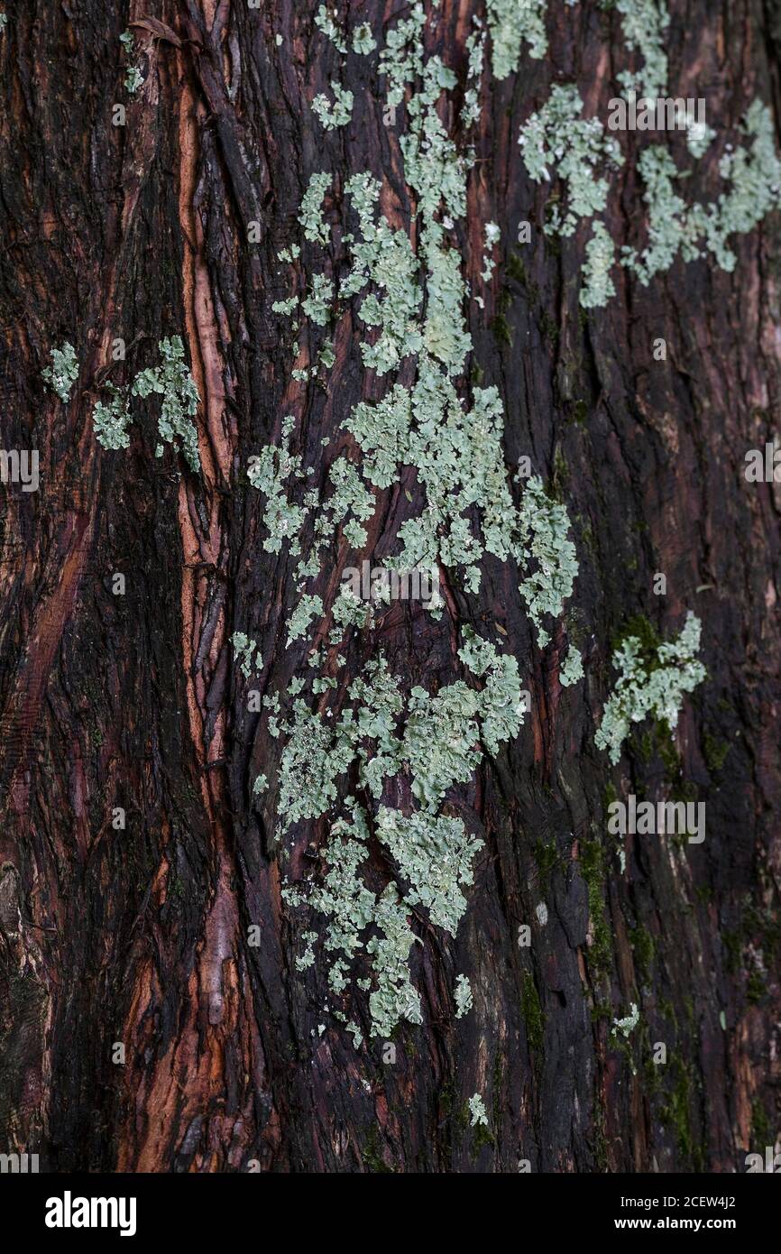 Lichen growing the trunk of a tree Stock Photo - Alamy