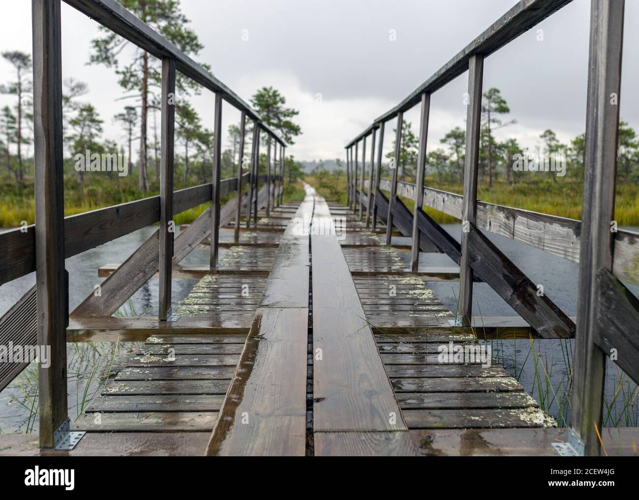 traditional bog landscape with wet trees, grass and bog moss during ...