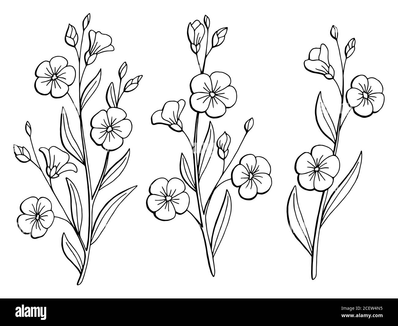 Flax flower graphic black white isolated sketch illustration vector ...