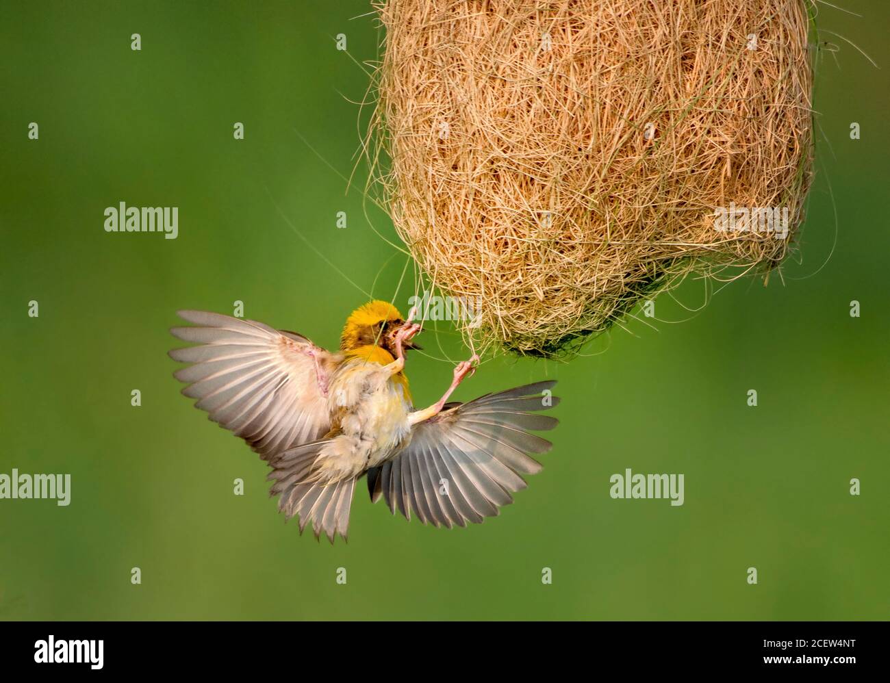 baya weaver nesting Stock Photo - Alamy