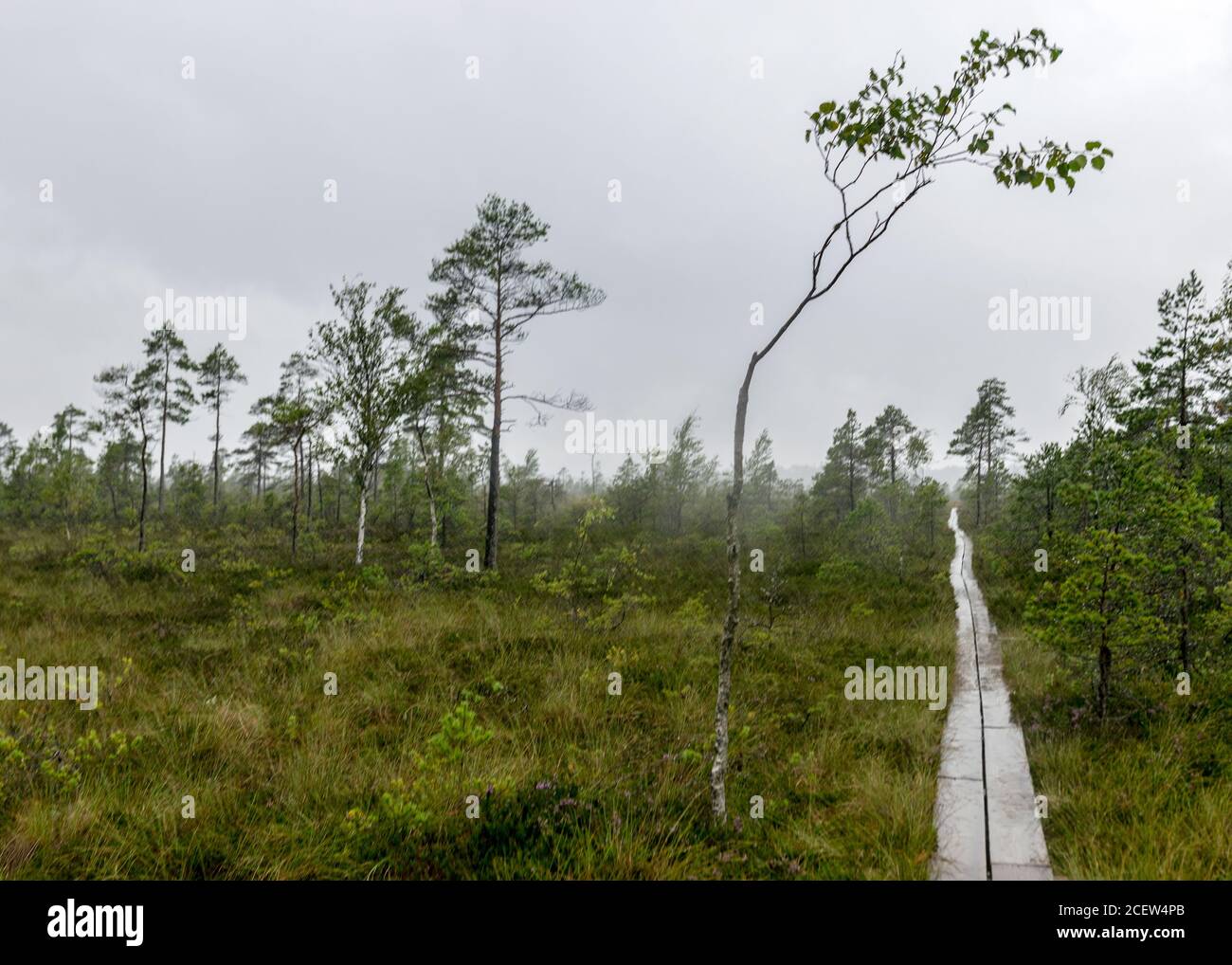 traditional bog landscape with wet trees, grass and bog moss during ...