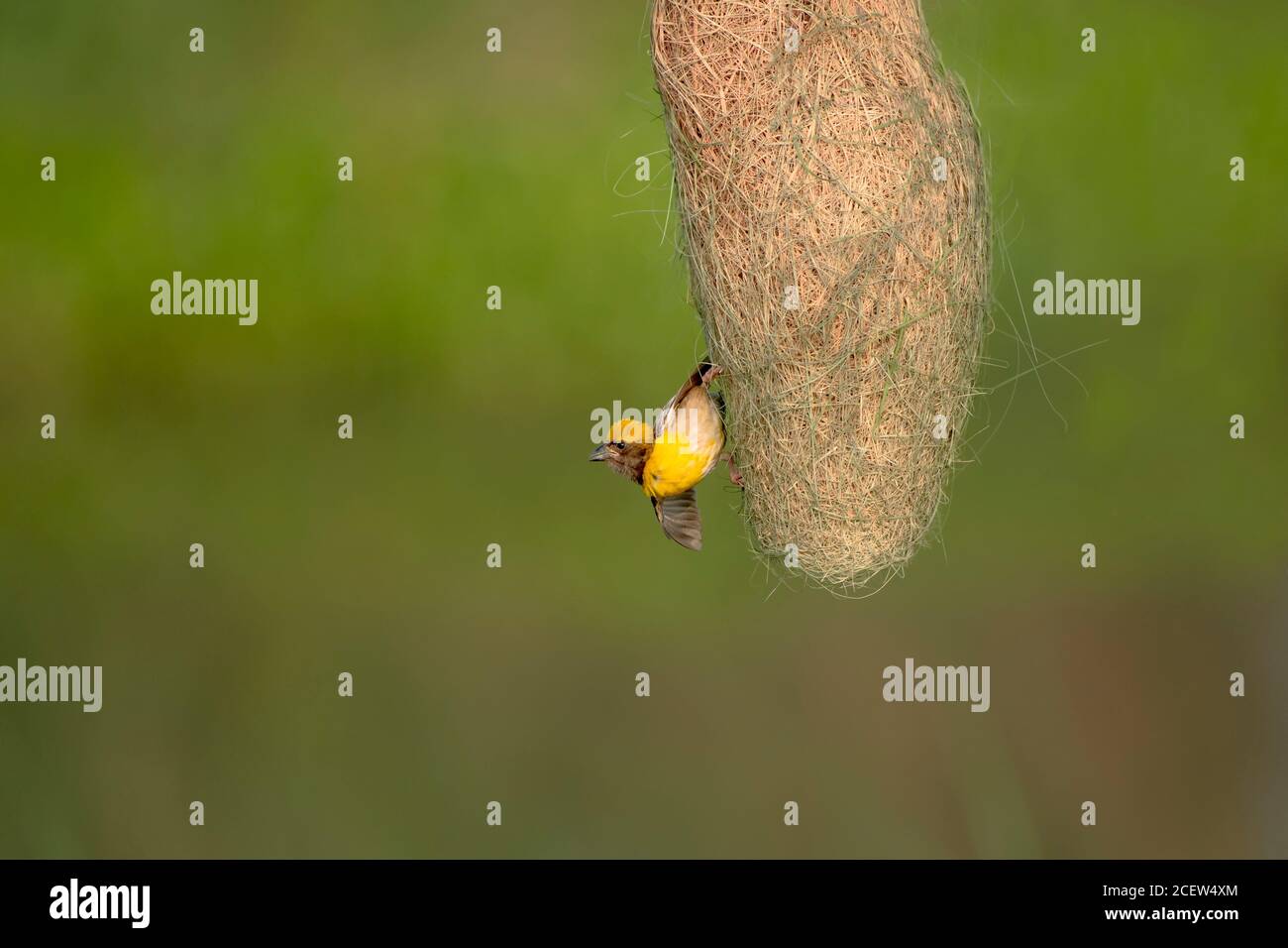 baya weaver nesting Stock Photo - Alamy