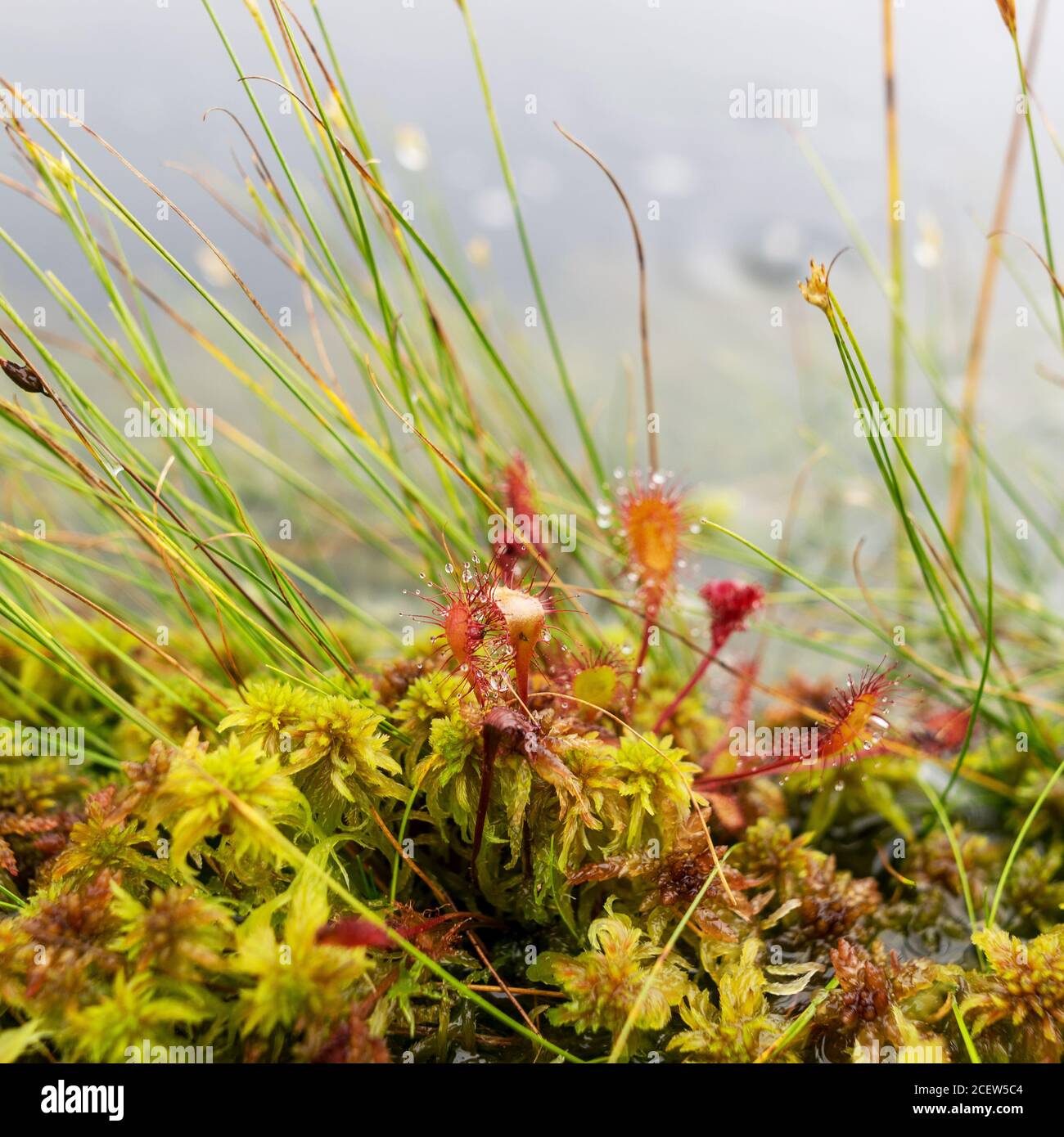 traditional bog vegetation with grass, mosses and lichens in the rain ...
