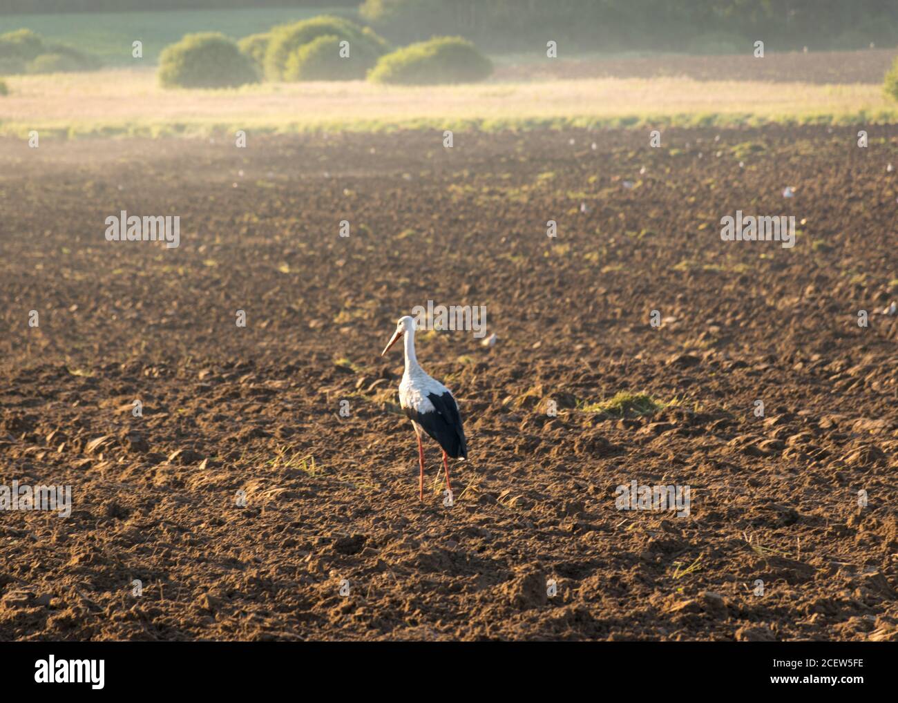 landscape with fuzzy fog in the early morning, foreground blurred ...