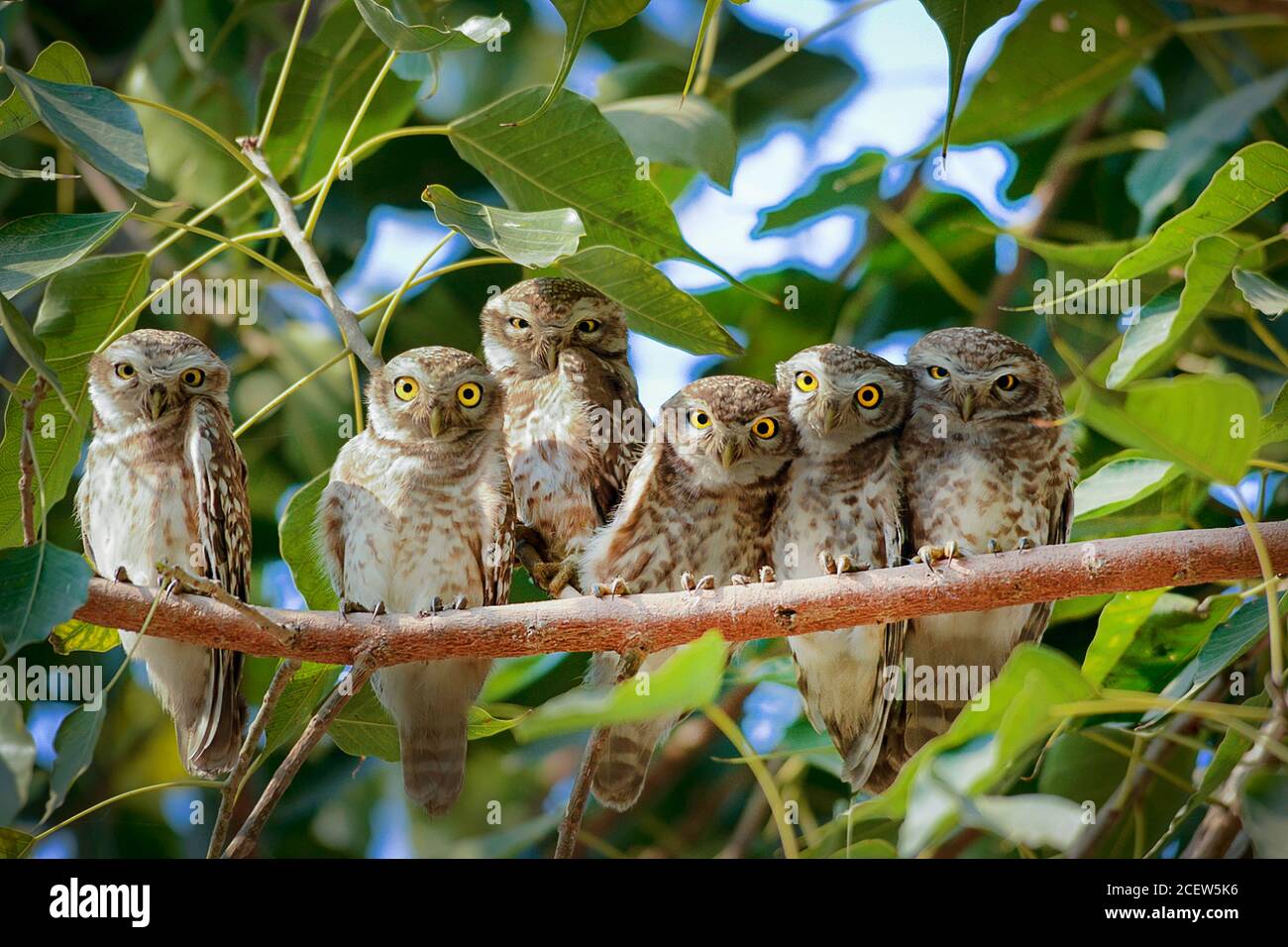 barn owl , scoops owl , dusky eagle owl, long eared owl, and spotted ...