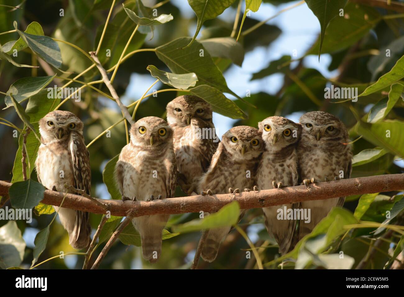 barn owl , scoops owl , dusky eagle owl, long eared owl, and spotted ...
