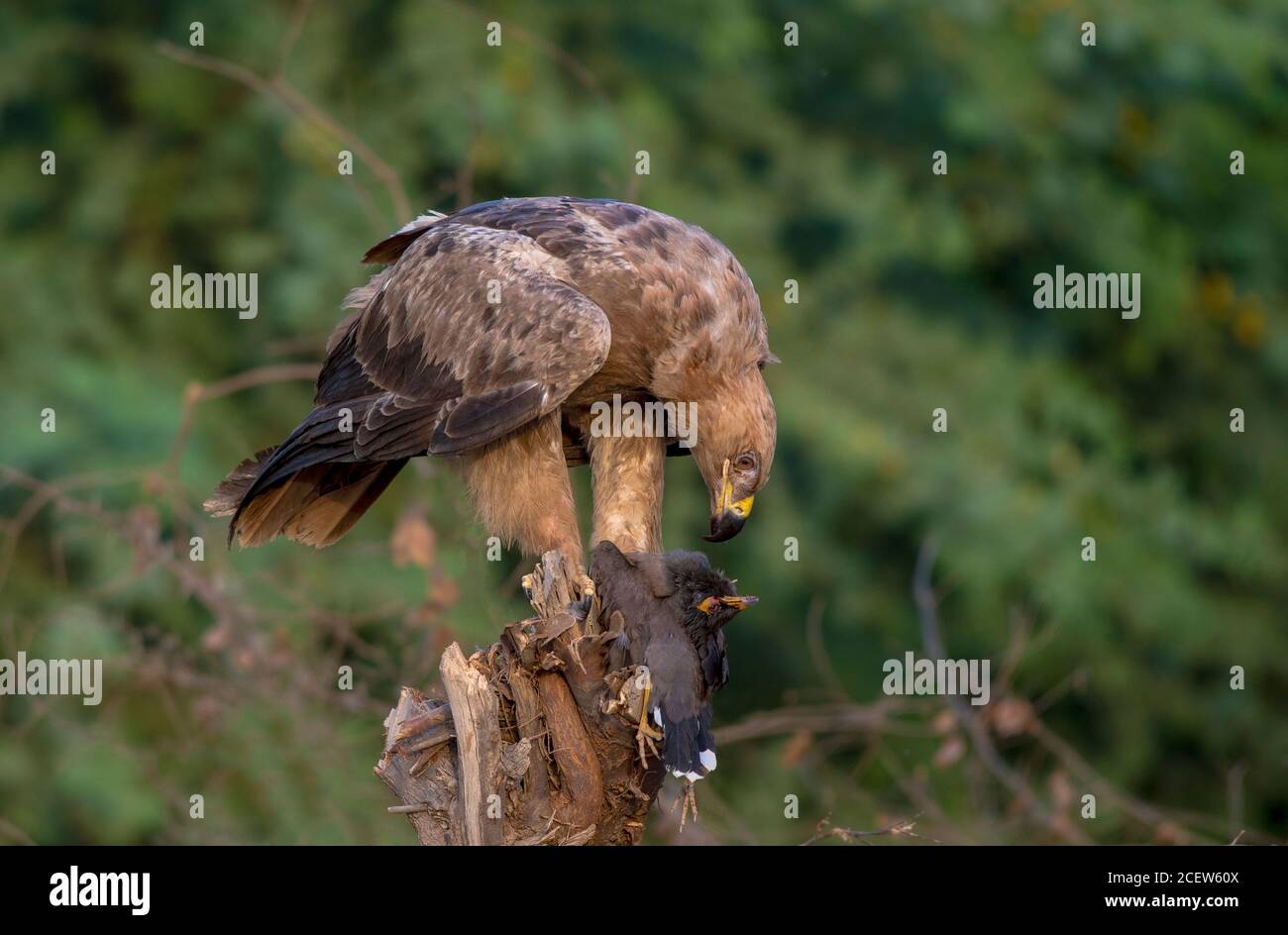 black shouldered kite, shikra, falcon, eagle, osprey , kestrel and ...