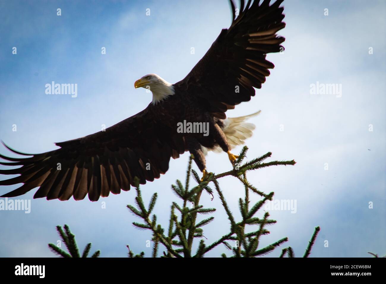 Side of the road Bald Eagle photos in flight and at rest Stock Photo ...