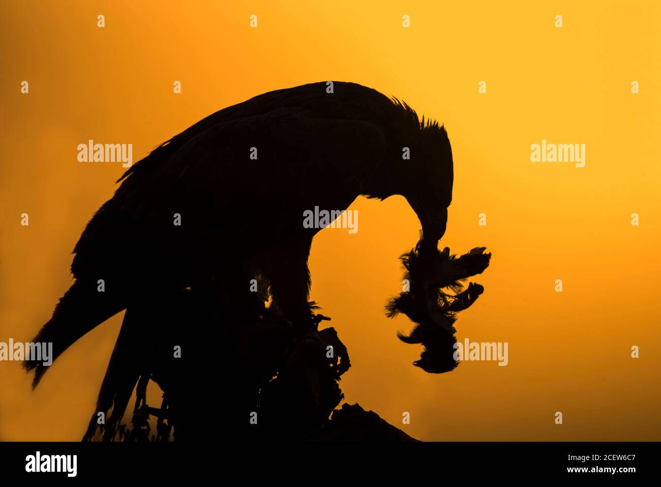 black shouldered kite, shikra, falcon, eagle, osprey , kestrel and ...