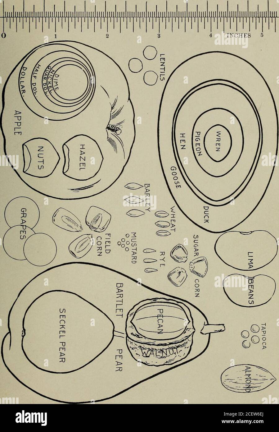 . Postmortem pathology; a manual of the technic of post-mortem ...