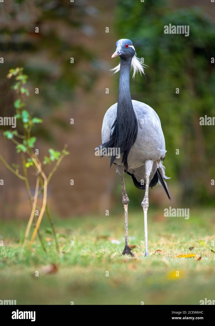 wildlife and birds of Pakistan Stock Photo - Alamy