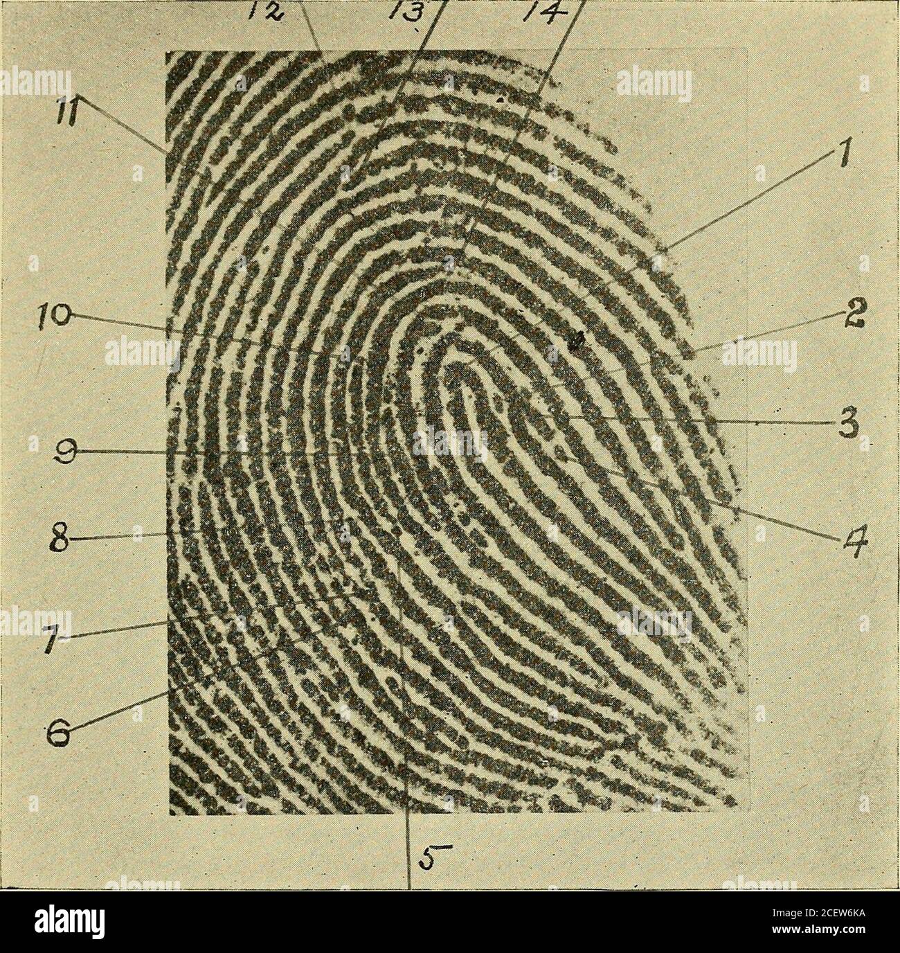 . Personal identification; methods for the identification of ...
