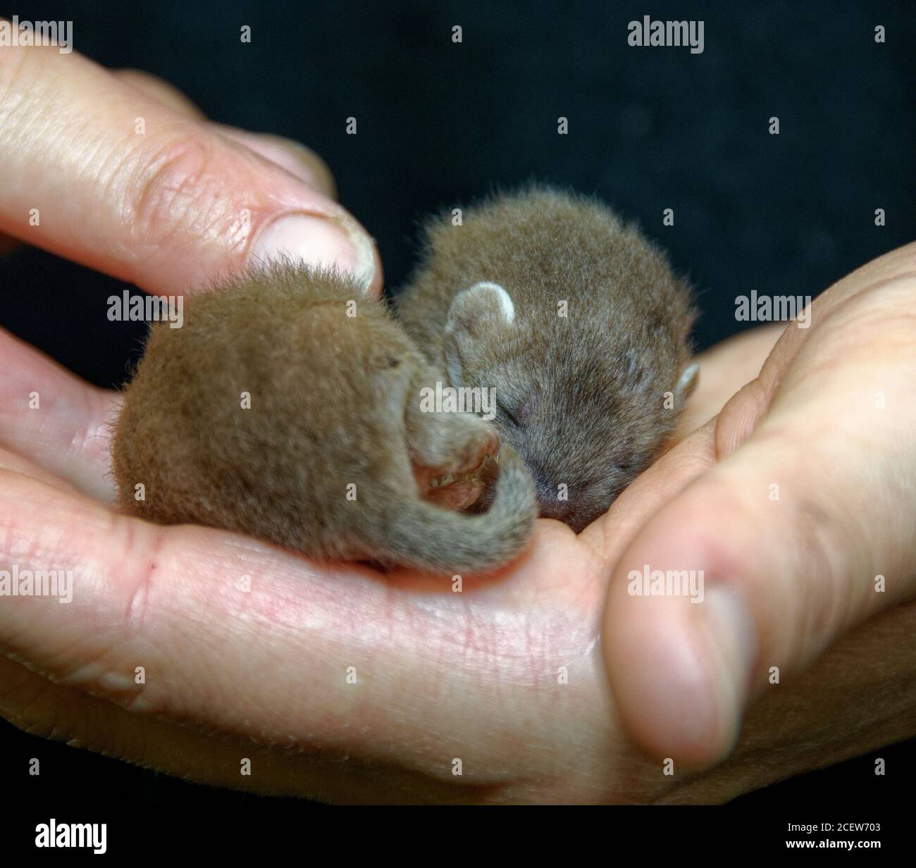 Baby weasel hi-res stock photography and images - Alamy