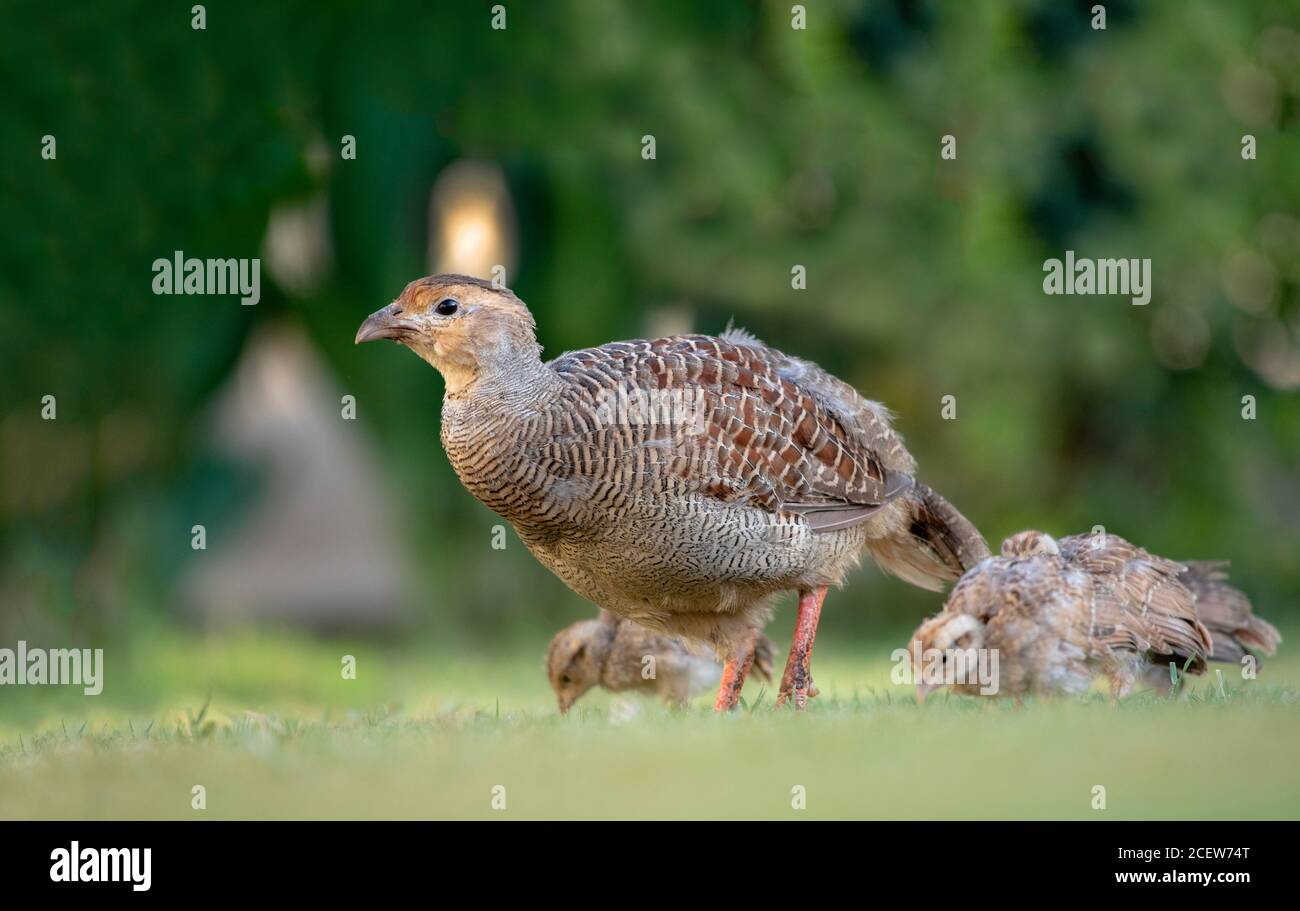 wildlife and birds of Pakistan Stock Photo - Alamy