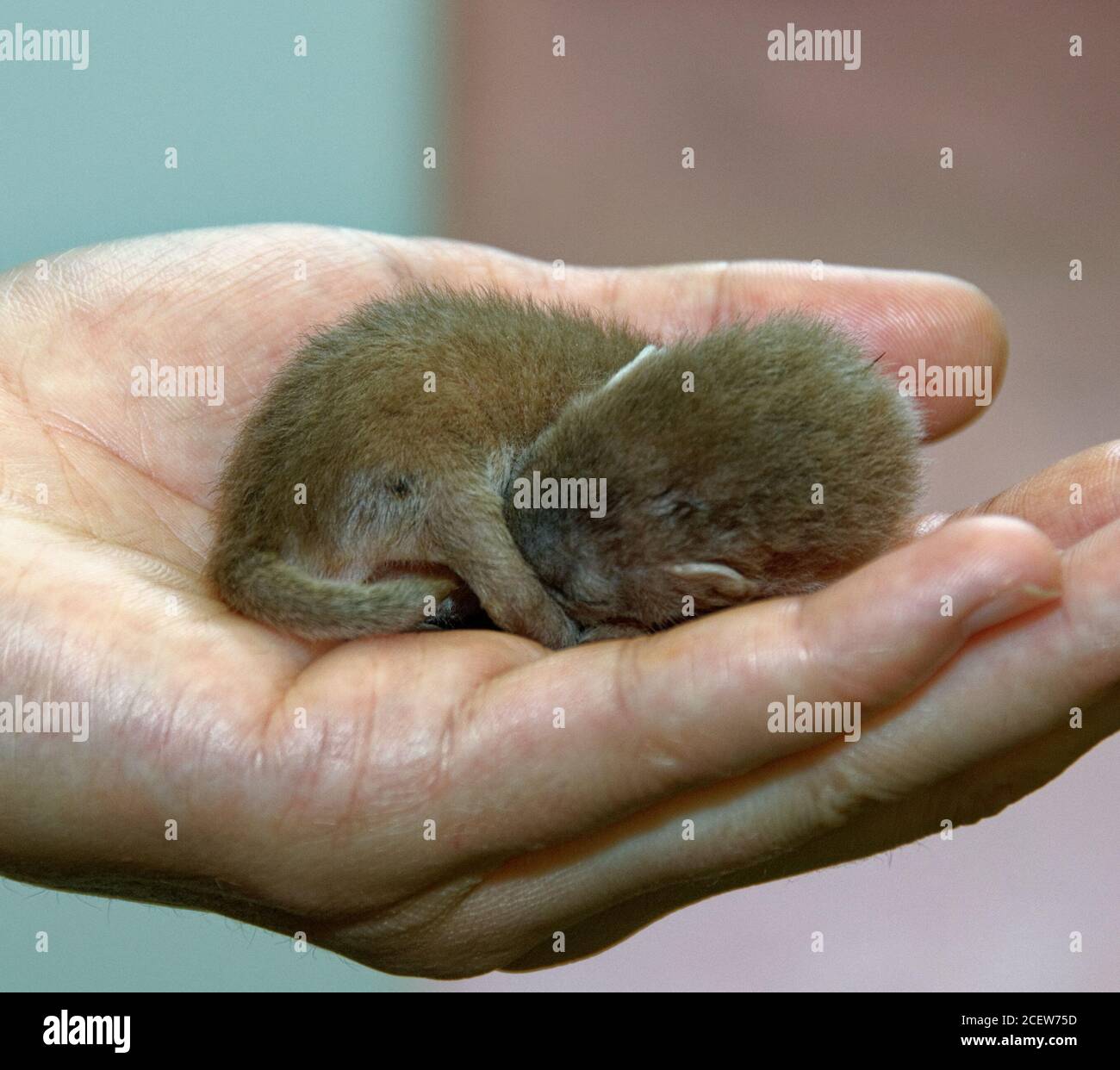 Baby weasel hi-res stock photography and images - Alamy