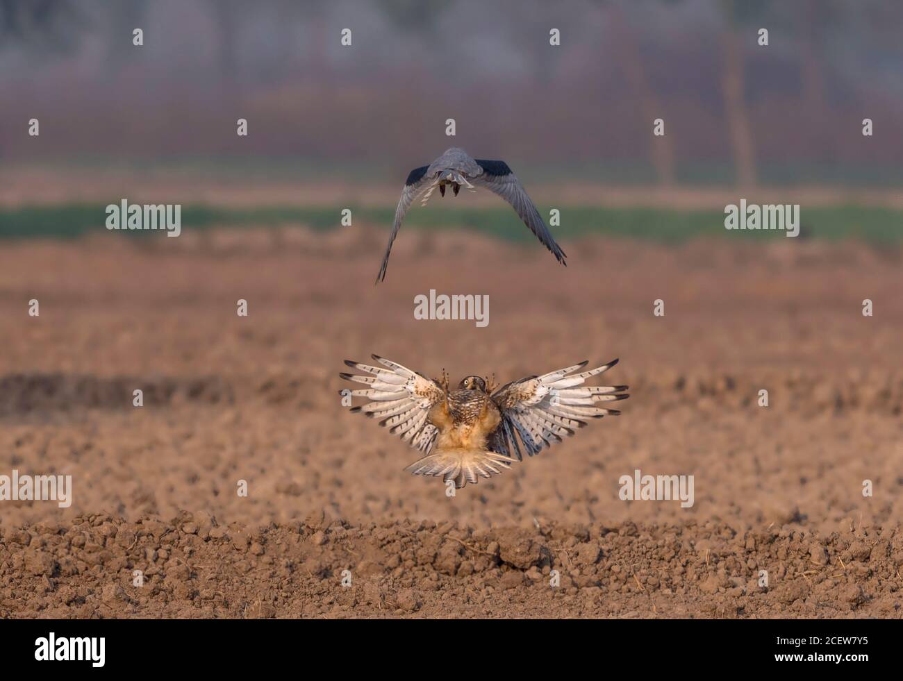 black shouldered kite, shikra, falcon, eagle, osprey , kestrel and ...
