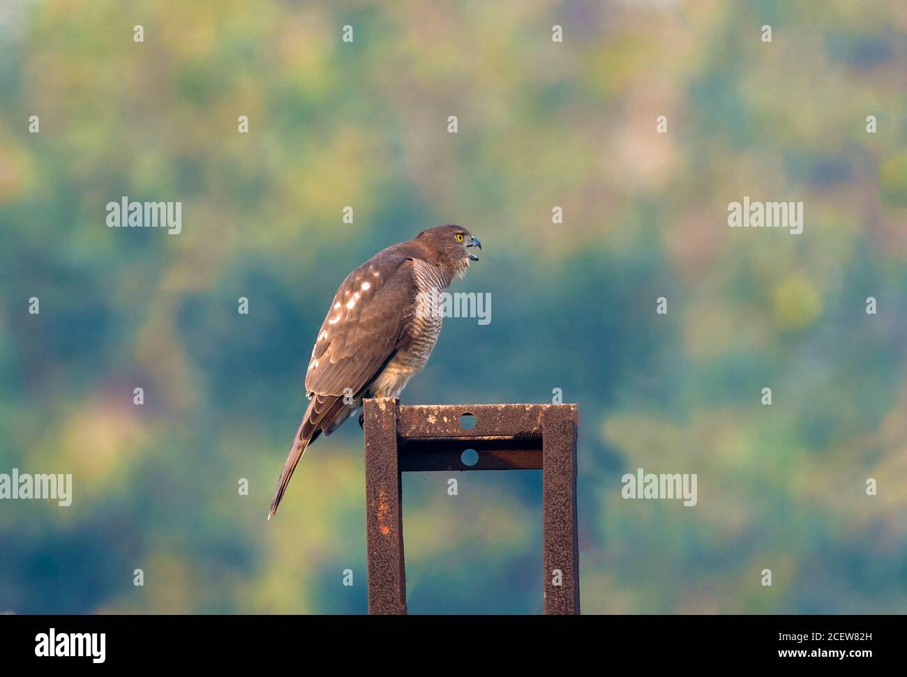 black shouldered kite, shikra, falcon, eagle, osprey , kestrel and ...